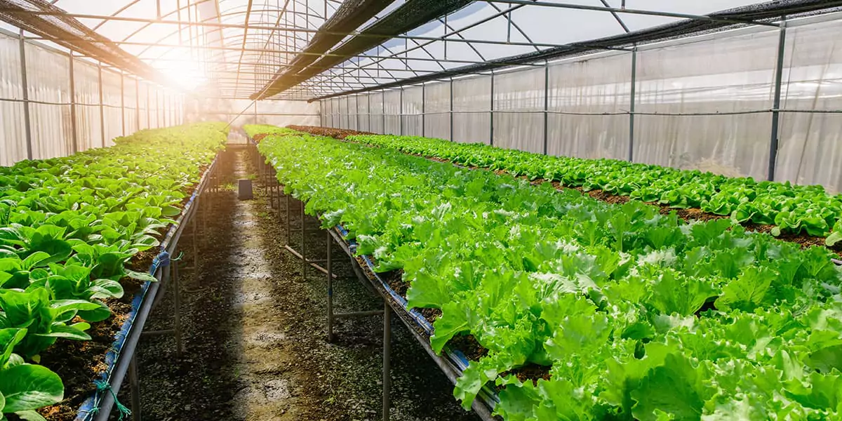 Ecological Farming - AN GRIYAV LA